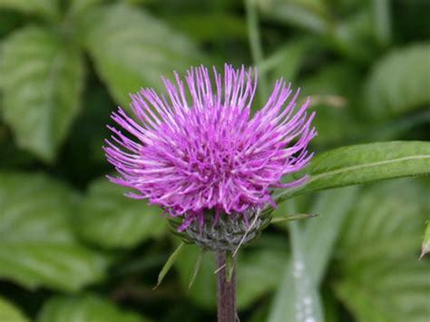 アオモリアザミ Cirsium aomorense