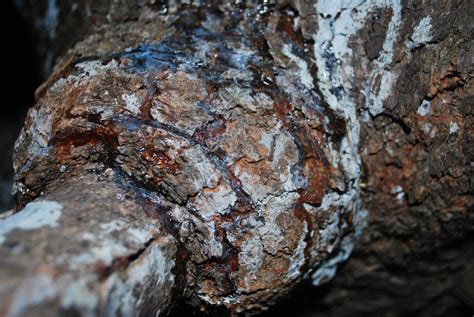 Tree Bark By CactusLegs On DeviantArt