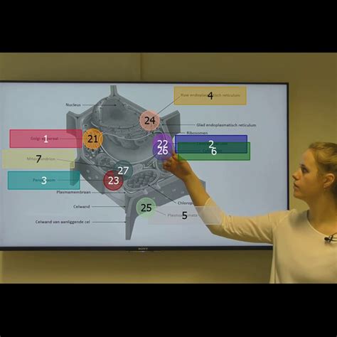 Screenshot Of A Low Complexity Video Of A Leaf Layer Without Social