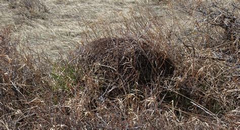 Wildlife Wednesday Thatching Ants — Estes Valley Watershed Coalition