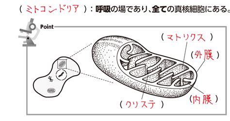 【高校生物基礎】「ミトコンドリアの構造」 映像授業のtry It トライイット