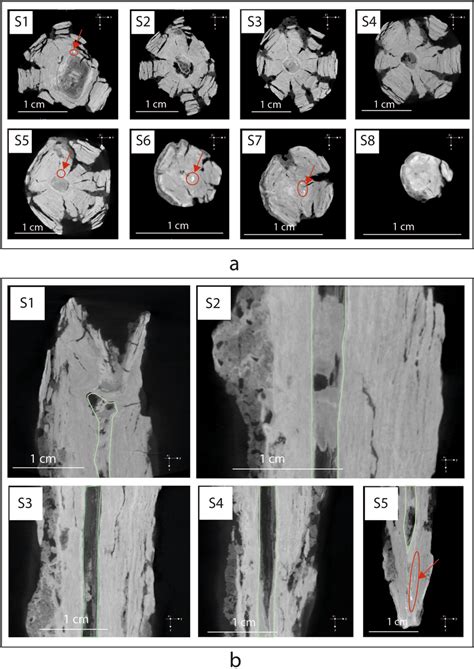 X Ray Microscopy Slices Illustrating Javelin Microstructure Virtual Xz Download Scientific