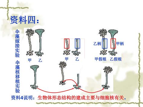 第三节 细胞核—系统的控制中心 江苏省淮阴中学高一生物组 Ppt Download