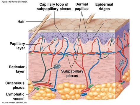 Figure 5 3 The Epidermis Ppt Download