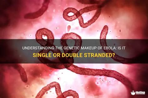 Understanding The Genetic Makeup Of Ebola Is It Single Or Double