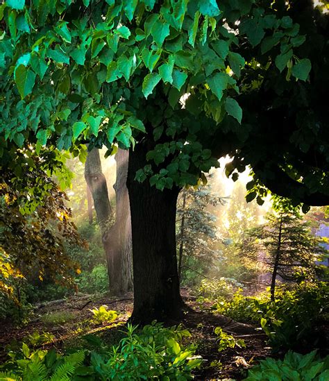 How To Design And Rewild A Woodland Wildlfe Garden In A Small Backyard — Ferns And Feathers