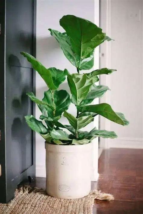 家里适合放多少盆植物 家里适合养多少绿植 家里适合养什么植物 大山谷图库