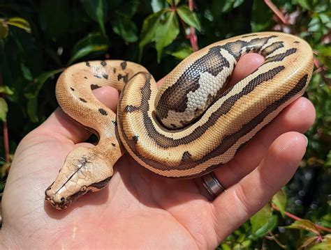 007 Golden Eye Matrix 100 Het T Positive Albino Blood Python Female 1FT 113g