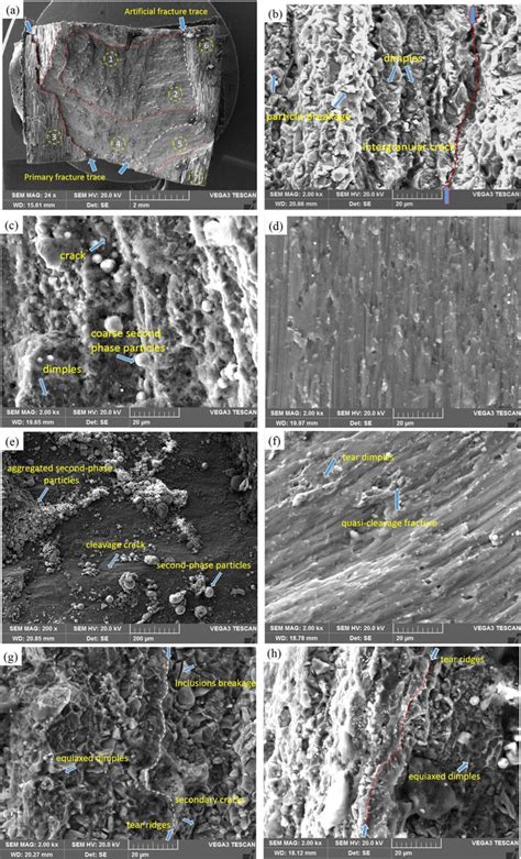 Typical Fracture Surfaces Of The Extruded Specimens A Download
