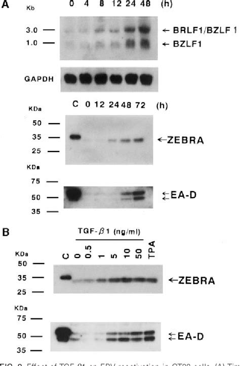 Figure 1 From Effect Of Transforming Growth Factor Beta1 On The Cell Growth And Epstein Barr