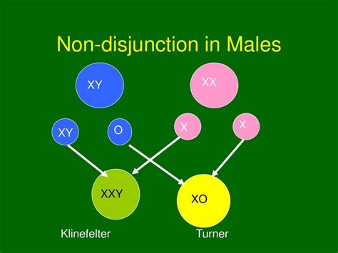 Mitosis Versus Meiosis Ppt Download