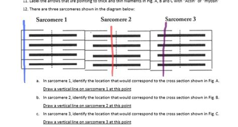 Solved Model 3 Cross Section Through A Sarcomere Model 3 Shows A