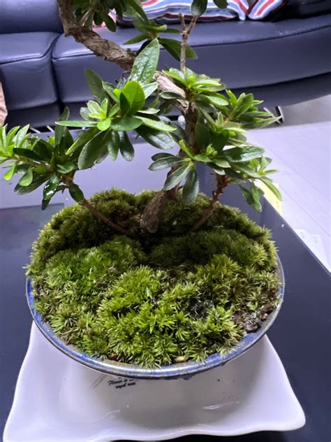 분재에 비단이끼 식재 네이버 블로그