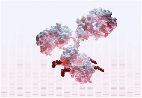 Adc High Throughput Antibody Conjugation Biointron