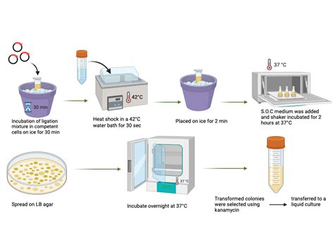 Transformation Of Li Protocol In Recombinant Dna Biorender Science Templates