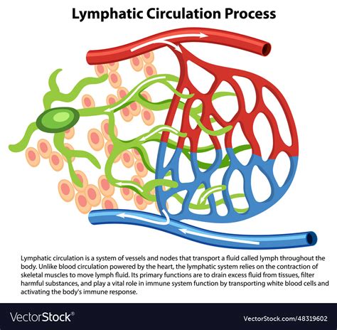 Lymphatic Cycle Lymphatic Vessel Origin Heterogeneity Biological
