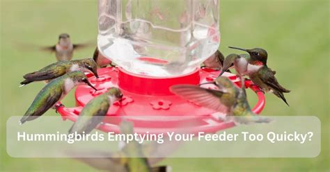 Crafting The Perfect Hummingbird Feeder Environment