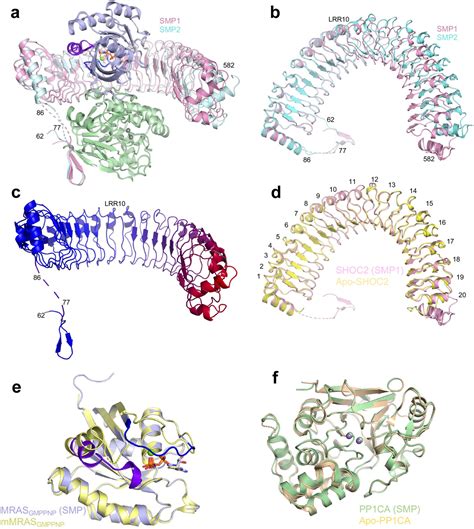 Structure Of The Shoc2 Mras Pp1c Complex Provides Insights Into Raf Activation And Noonan