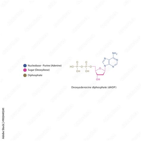 Deoxyadenosine Diphosphate Dadp Skeletal Structure Schematic Illustration Nucleoside Molecule