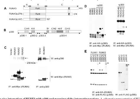 figure 1 from transforming growth factor β stimulates p300 dependent runx3 acetylation which