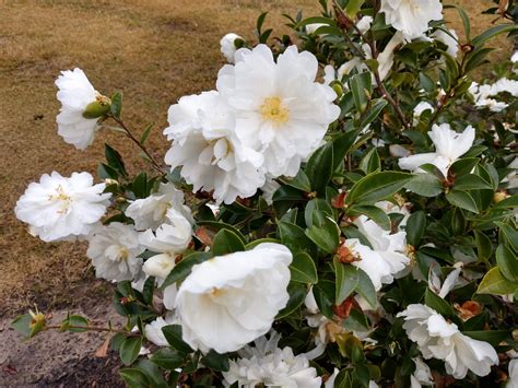 Camellia Sasanqua Mine No Yuki Nurseries Caroliniana