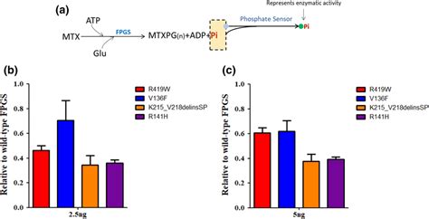 Effects Of Fpgs Mutation On Polyglutamation Enzymatic Activity Using Download Scientific