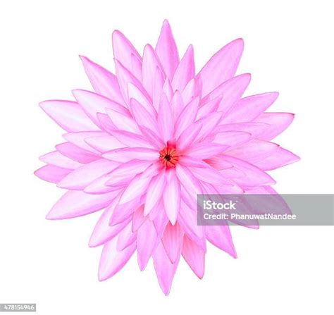 닽힌 분홍빛 바하이 꽃 흰색 바탕에 0명에 대한 스톡 사진 및 기타 이미지 0명 2015년 꽃 꽃의 구조 Istock