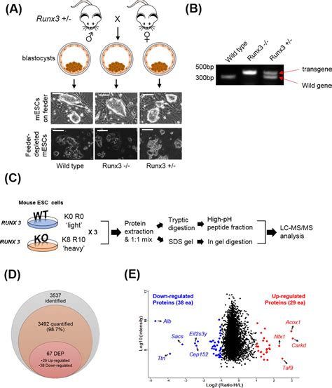 Journal Of Biomedical And Translational Research