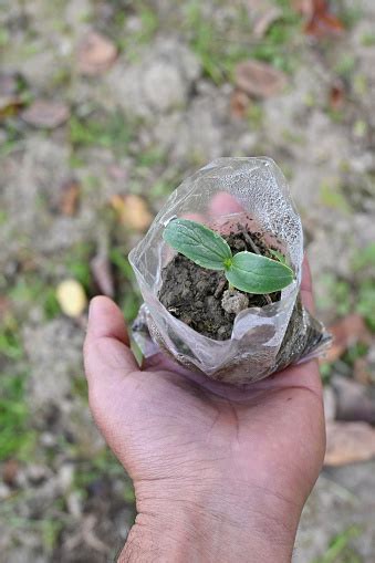 잘 익은 녹색 둥근 포도 나무 식물 묘목과 흰색 폴리에틸렌의 토양 힙을 클로즈업 초점 갈색 배경에서 손을 잡고 있습니다 가을에 대한 스톡 사진 및 기타 이미지 Istock