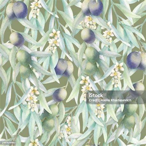 올리브 가지 와 잎 과일 와 꽃 손으로 그린 식물 녹지 수채화 그림 녹색과 검은 색 올리브 직물에 어두운 올리브 색상 건강한 생활방식에 대한 스톡 벡터 아트 및 기타 이미지