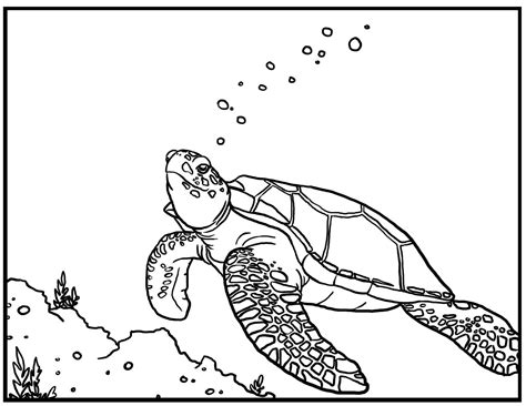 Baby Sea Turtle Coloring Pages At GetColorings Free Printable