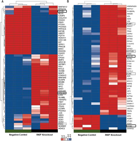Differentially Expressed Genes And Proteins In The Rkip Ko Gist T1 Cell