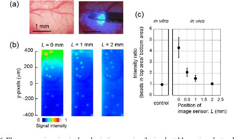 Figure 6 From Intravital Fluorescence Imaging Of Mouse Brain Using Implantable Semiconductor