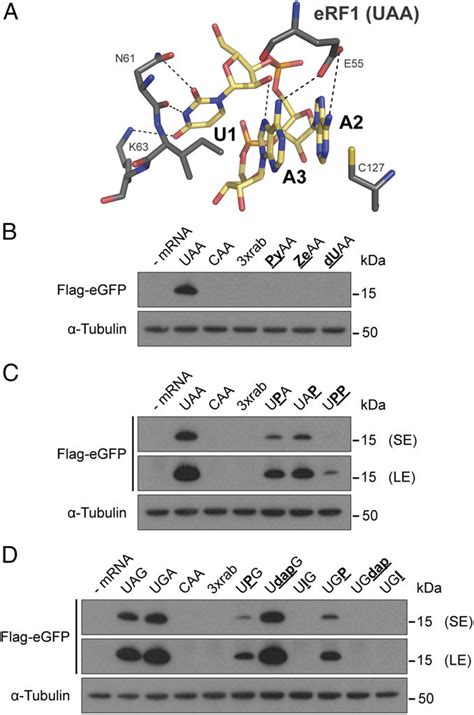 Eukaryotic Termination At Modified Stop Codons A Potential