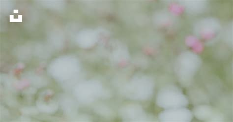 꽃밭 한가운데에 앉아 있는 하얀 곰 인형 사진 Unsplash의 무료 회색 이미지