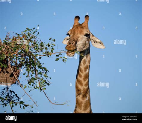 Giraffe Eat Tree Hi Res Stock Photography And Images Alamy