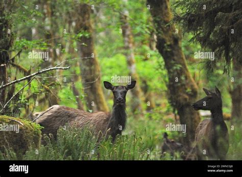 Roosevelt Elk Cervus Elaphus Cows In The Rainforest Of The Quinault