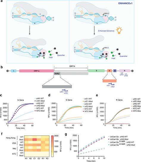 Crrna Screening And Optimization Of Enhance For Detection Of