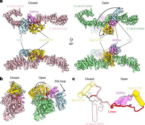 Conformational Rearrangement Between Closed And Open Nf1 States A