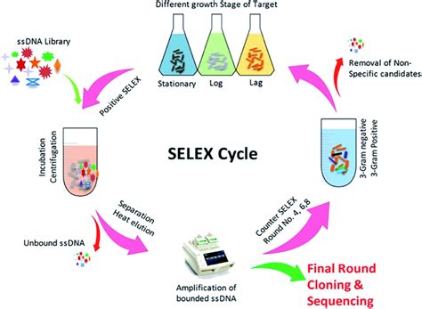 Illustration Of An Aptamer Selection Procedure Based On Whole Cell Selex Download Scientific