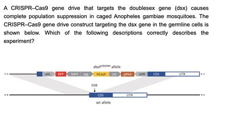 Solved A CRISPR Cas Gene Drive That Targets The Doublesex Chegg Com