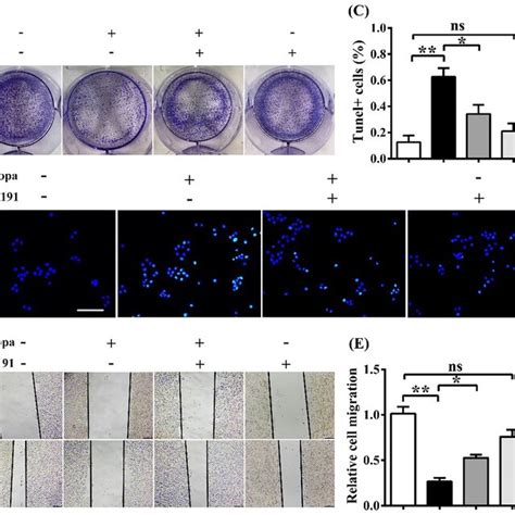 The Inhibition Of Proliferation And Migration And The Induction Of Download Scientific Diagram
