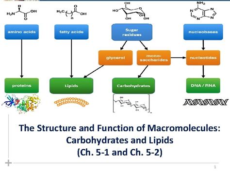 The Structure And Function Of Macromolecules Carbohydrates And