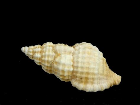 Sassia Gaimardi 3846118