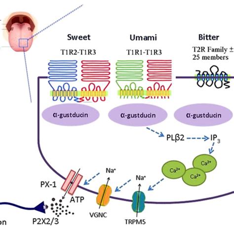 Simplified Model Of The Taste Gpcr Signaling Pathways Involved In Download Scientific Diagram
