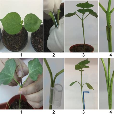 Representation Of Various Stages Of Grafting Type I And II And Download Scientific Diagram