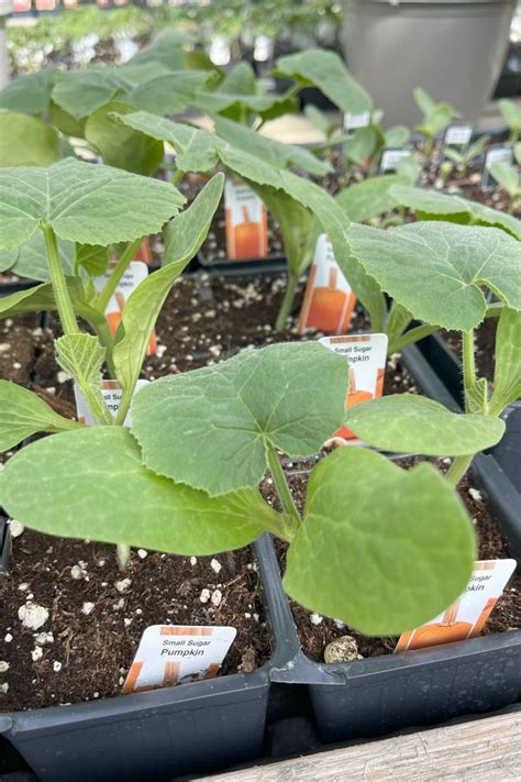 Growing Pumpkins In Zones 3 4 A Cold Climate Guide