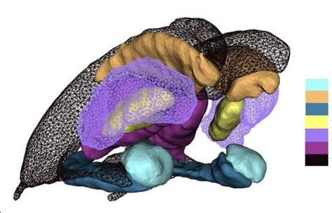 Subcortical Structures 20 Diagram Quizlet