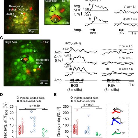 Population Calcium Imaging Reveals Auditory Evoked Calcium Signals That Download Scientific