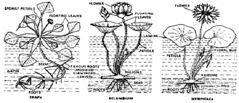 Lecture 1 Definition Classification Of Marine Hydrophytes